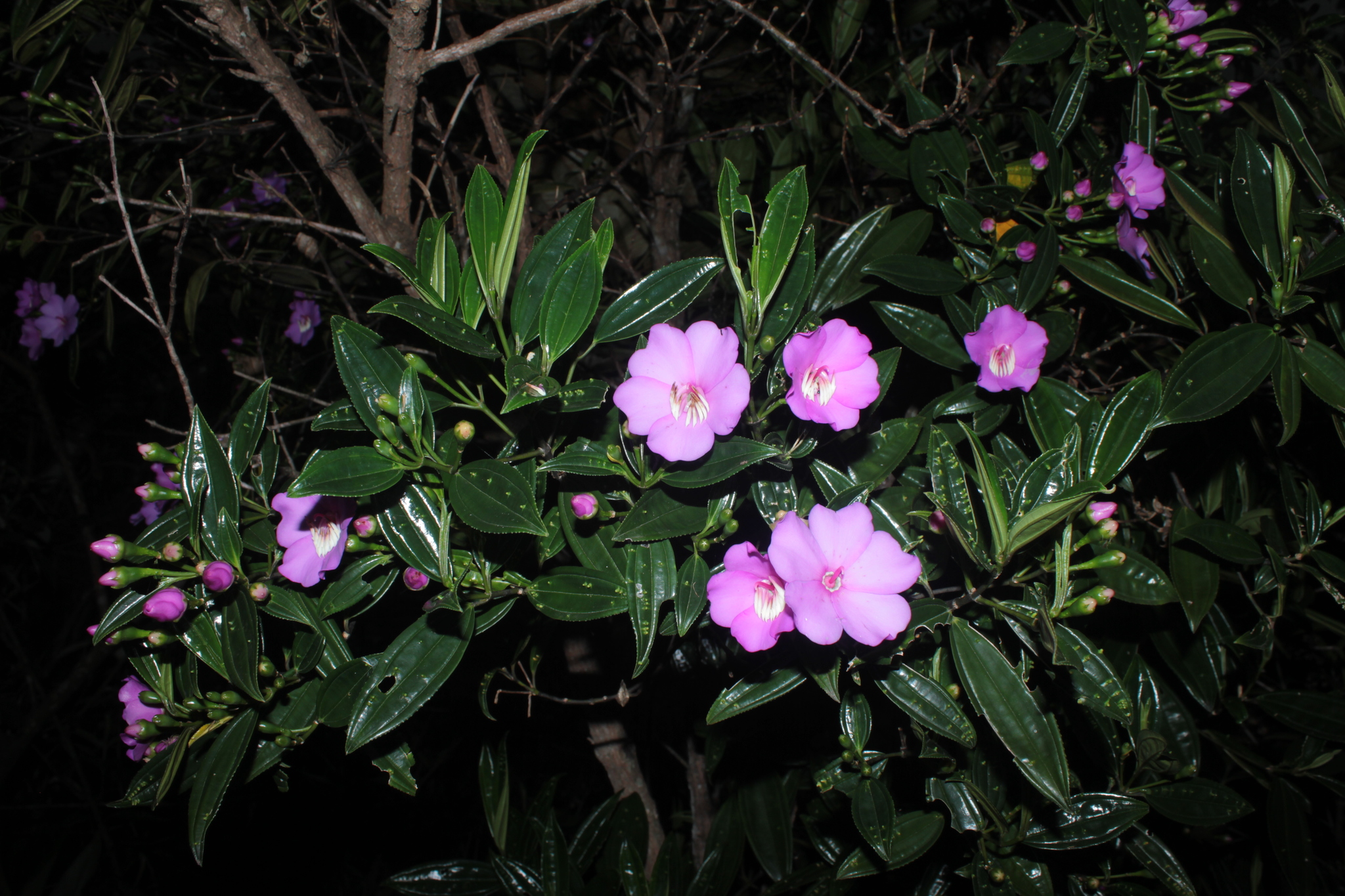 Meriania speciosa (Humb. & Bonpl.) Naudin