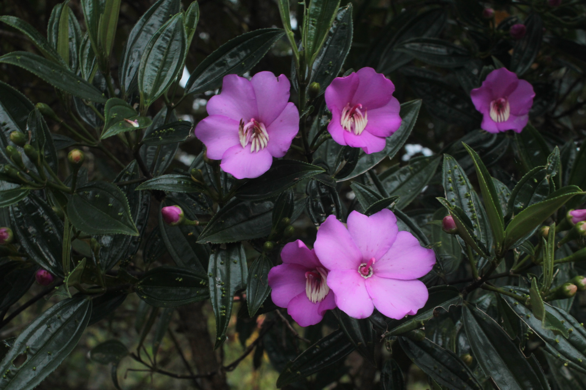 Meriania speciosa (Humb. & Bonpl.) Naudin