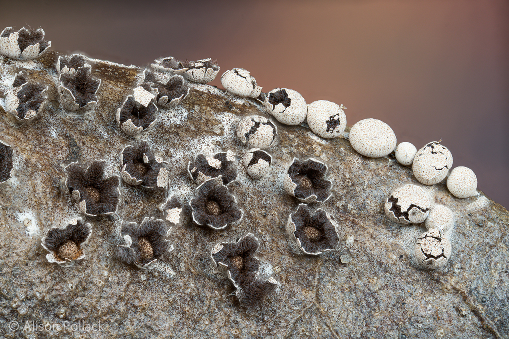 Diderma rufostriatum in February 2022 by Alison K Pollack. An ...