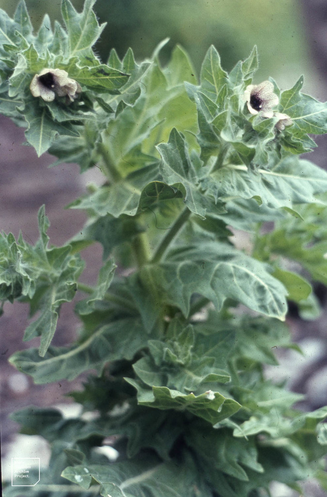 Black Henbane (Black Hills Invasive Plant Guide) · iNaturalist