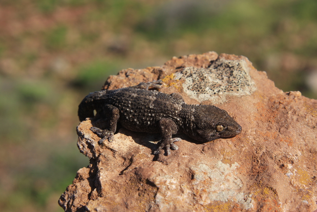 Tarentola boettgeri bischoffi (Madeira Reptilien und Amphibien ...