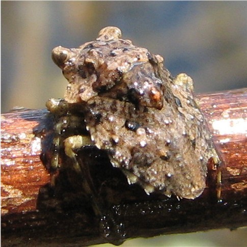 Big-eyed Toad Bug from Glen Carbon, IL, USA on April 11, 2010 at 12:28 ...