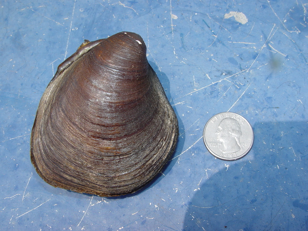 Rough Pigtoe Pearly Mussel in July 2006 by Jeff Garner · iNaturalist