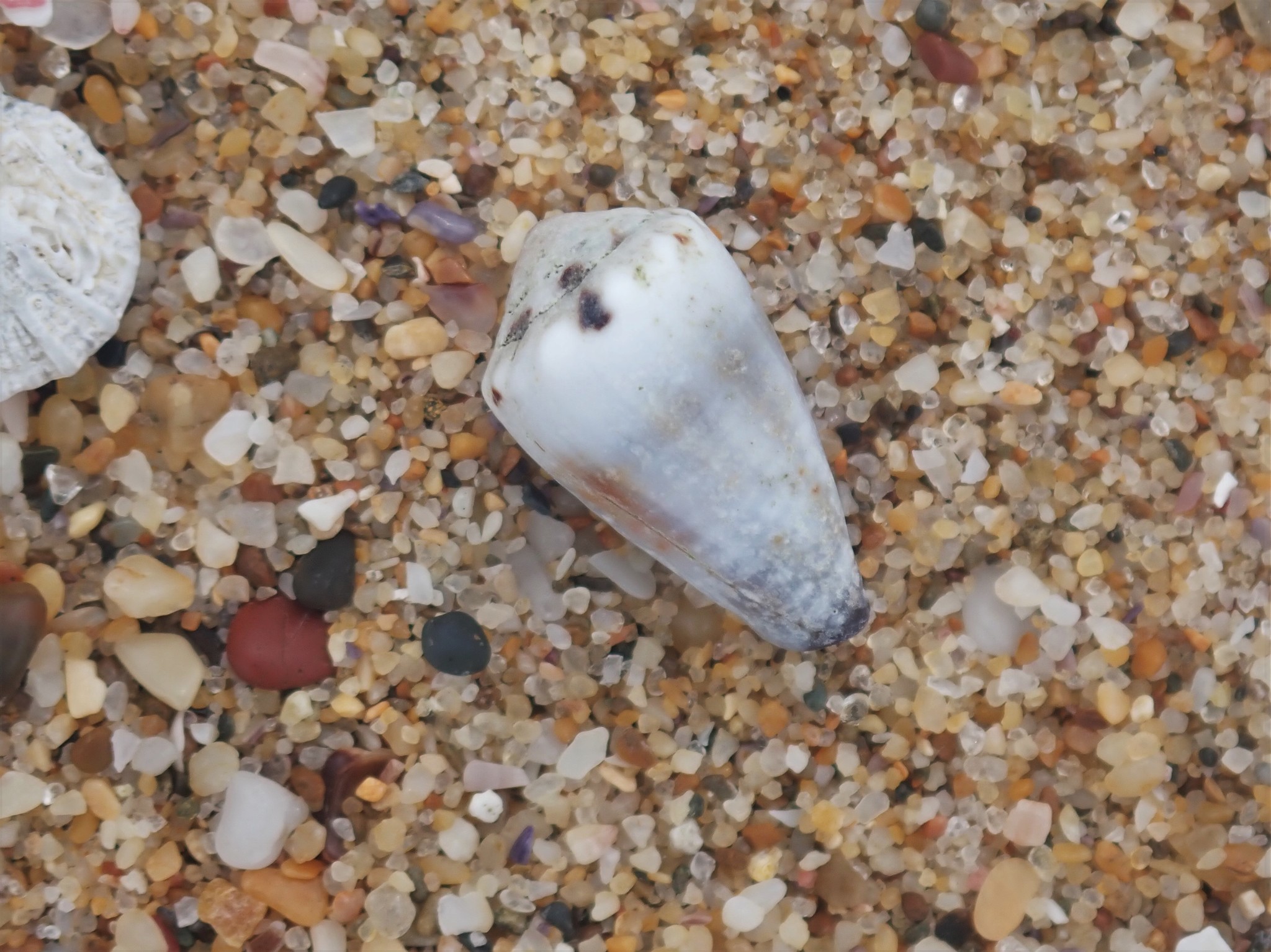 Conus musicus Hwass, 1792