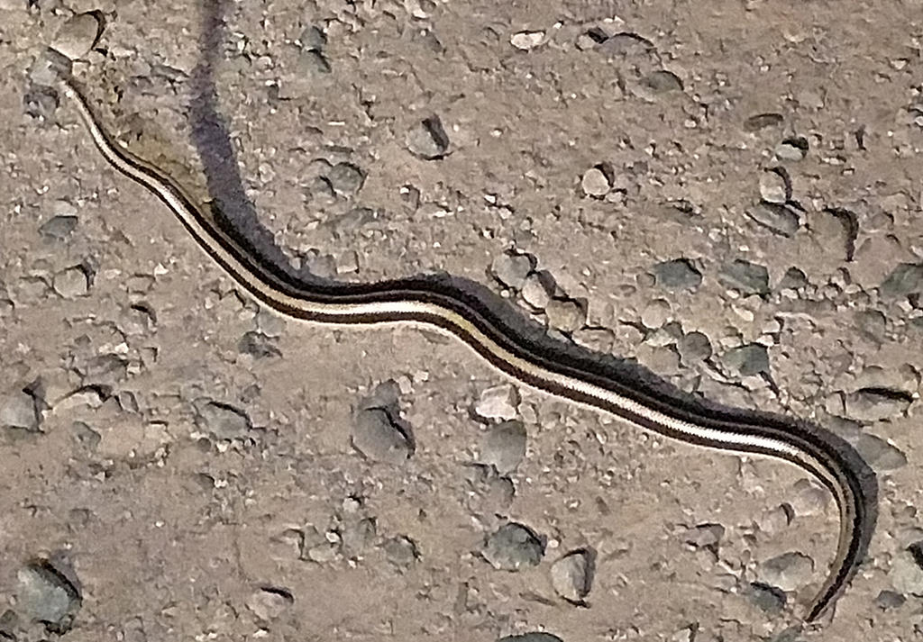 Desert Rosy Boa in May 2018 by Mike Cardwell. Small male (pelvic spurs ...