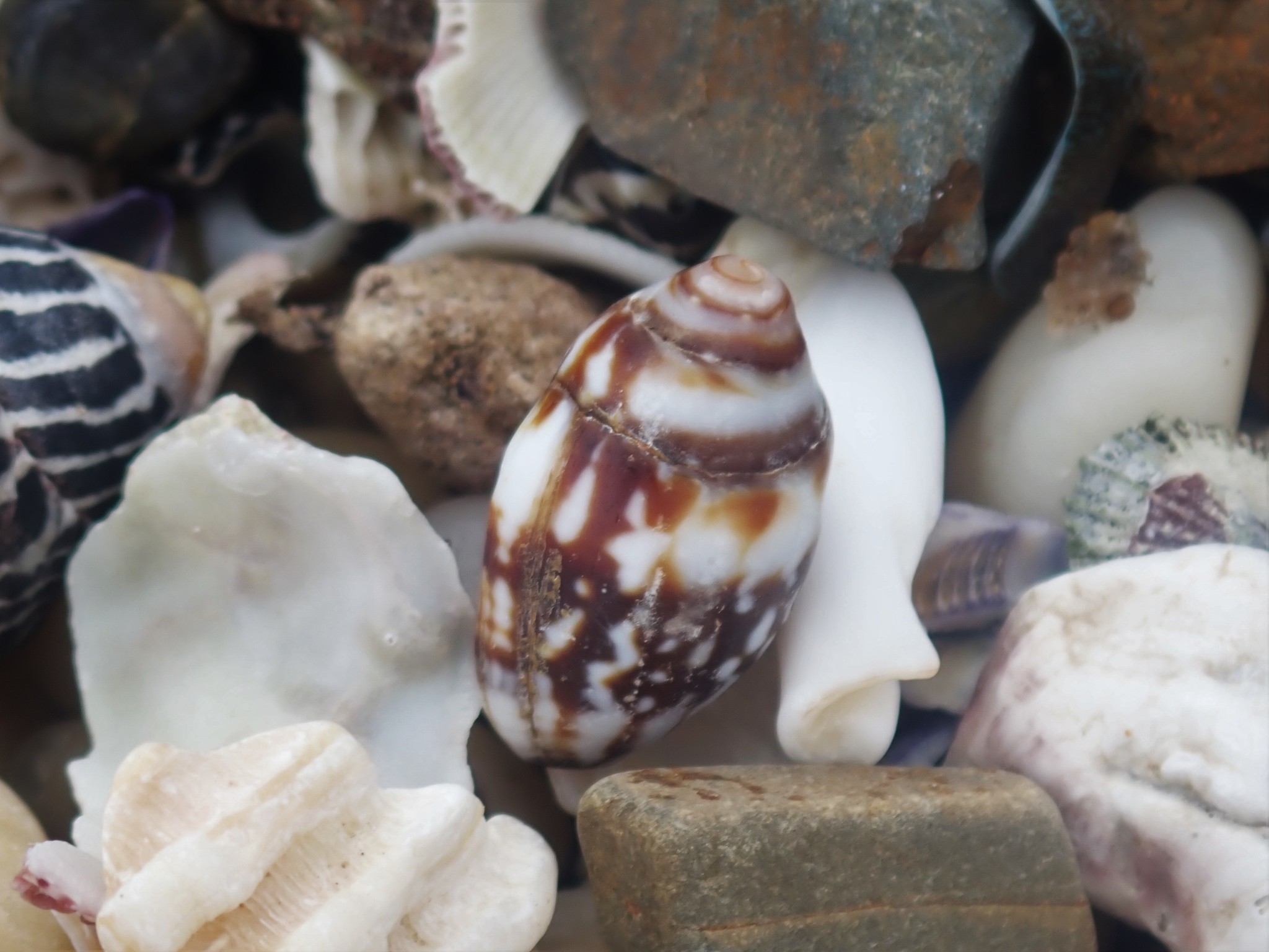 Strigatella litterata (Lamarck, 1811)