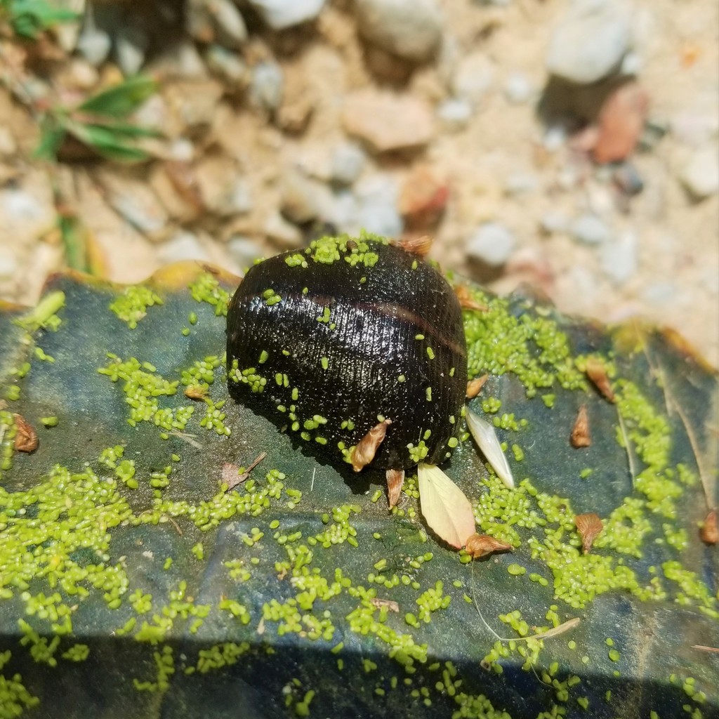 Smooth Turtle Leech from Howell County, MO, USA on June 14, 2020 at 09: ...