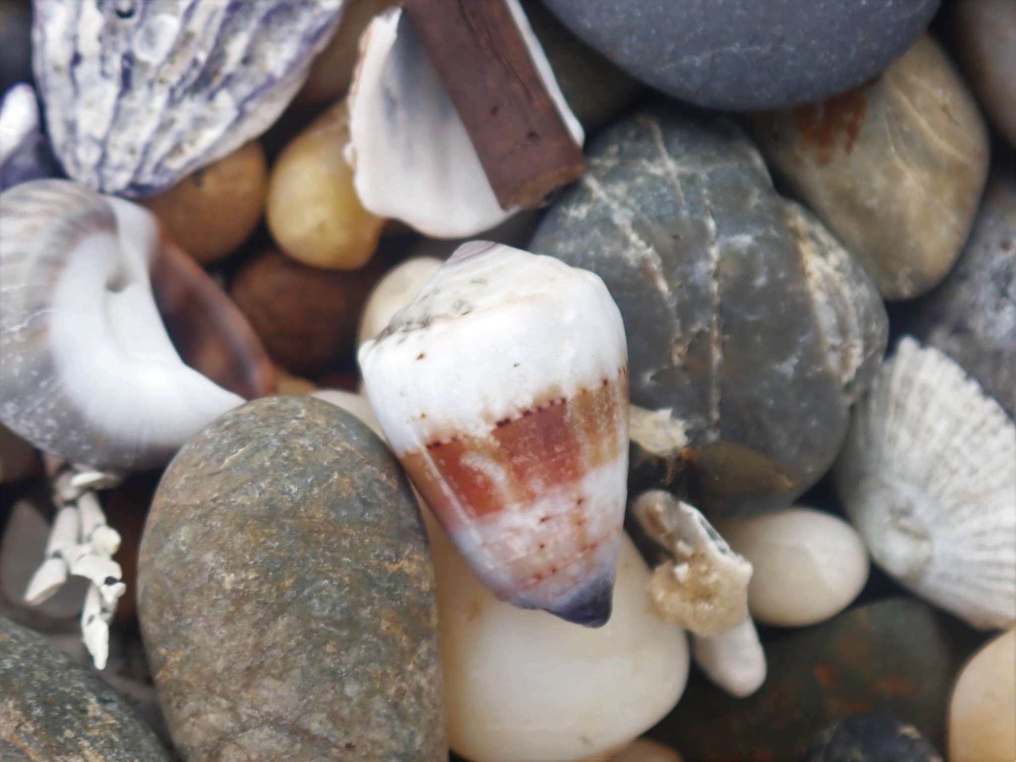 Conus musicus Hwass, 1792