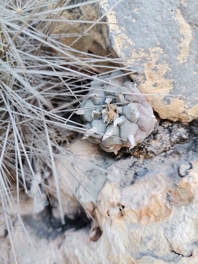 Peyote in March 2021 by José Daniel Graf Pérez · iNaturalist