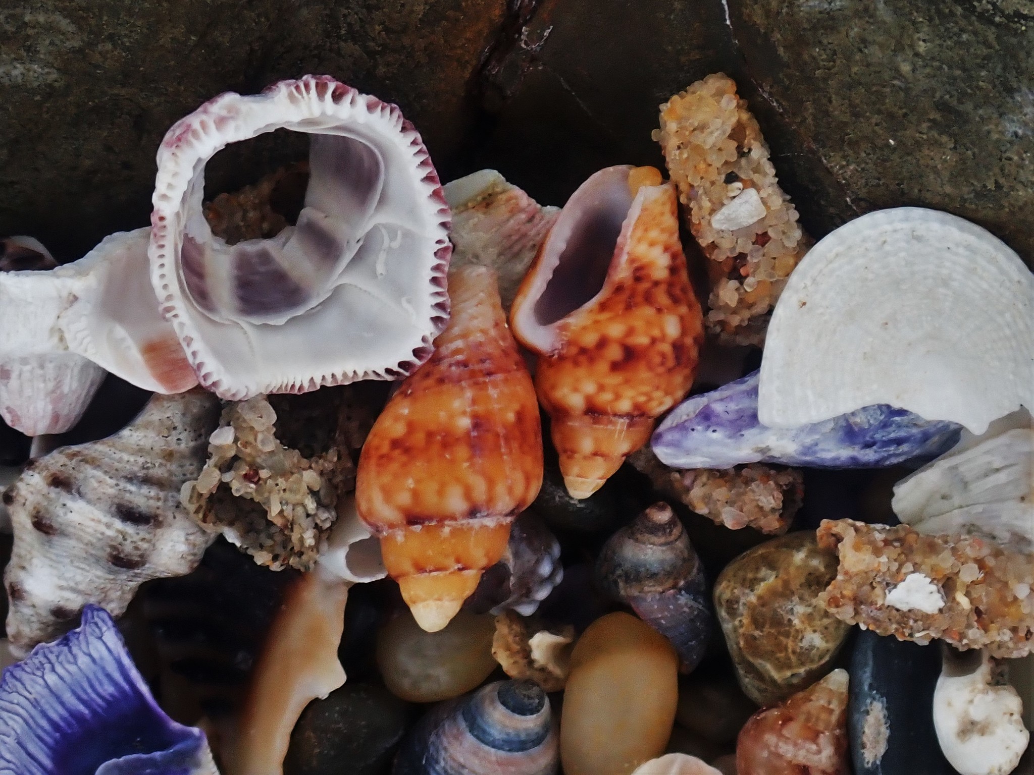 Euplica scripta (Lamarck, 1822)