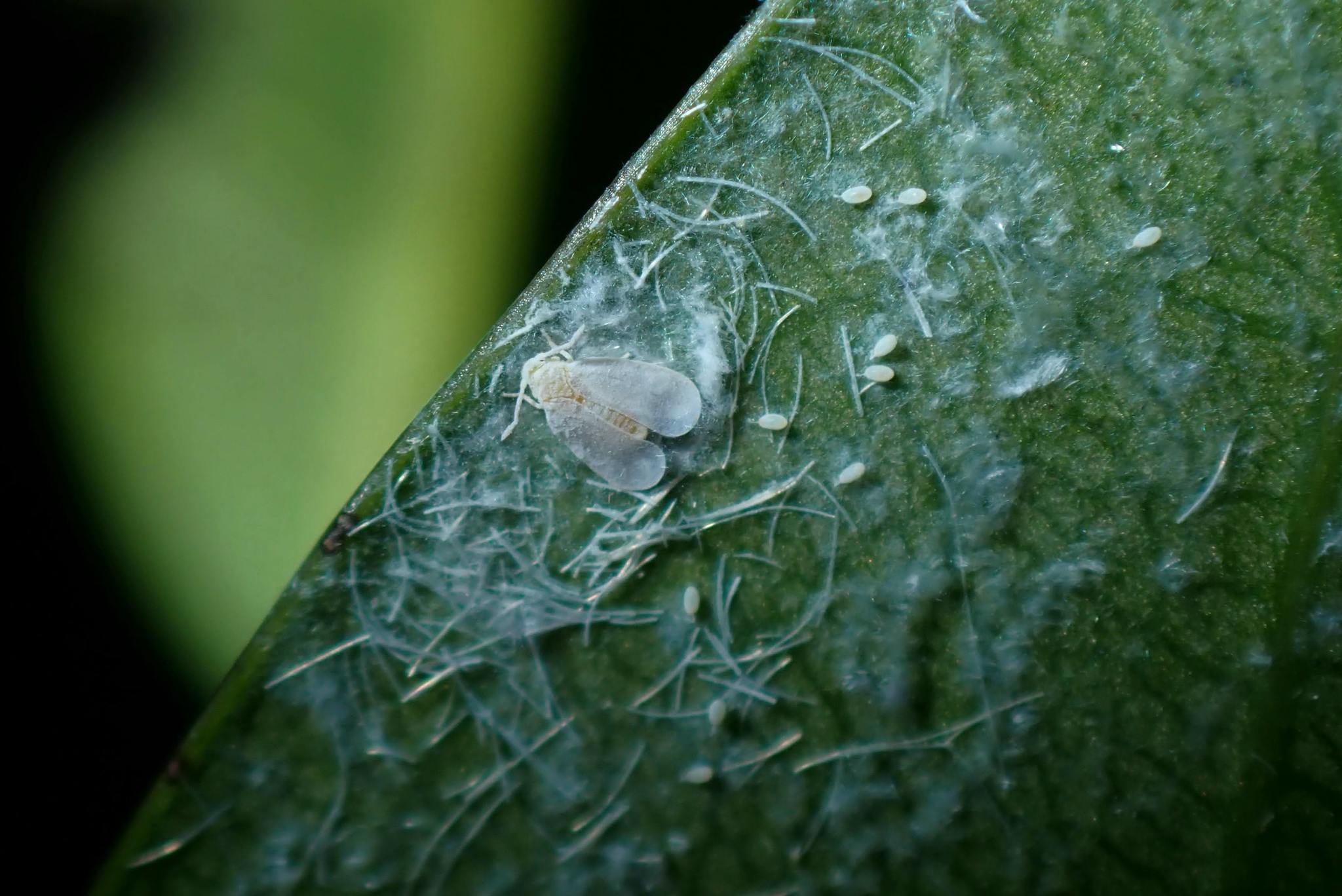 Paraleyrodes minei Iaccarino, 1990