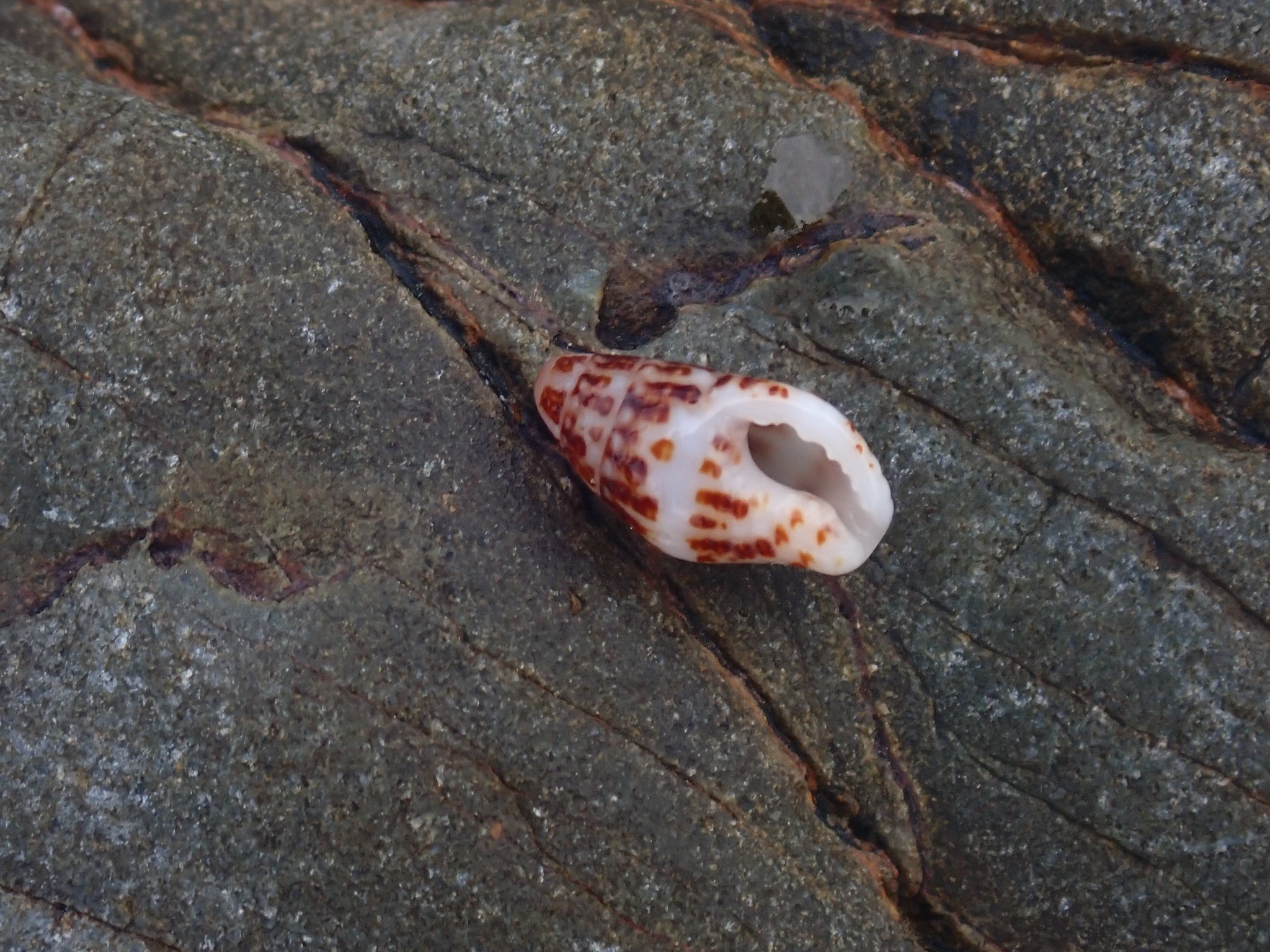 Engina armillata (Reeve, 1846)