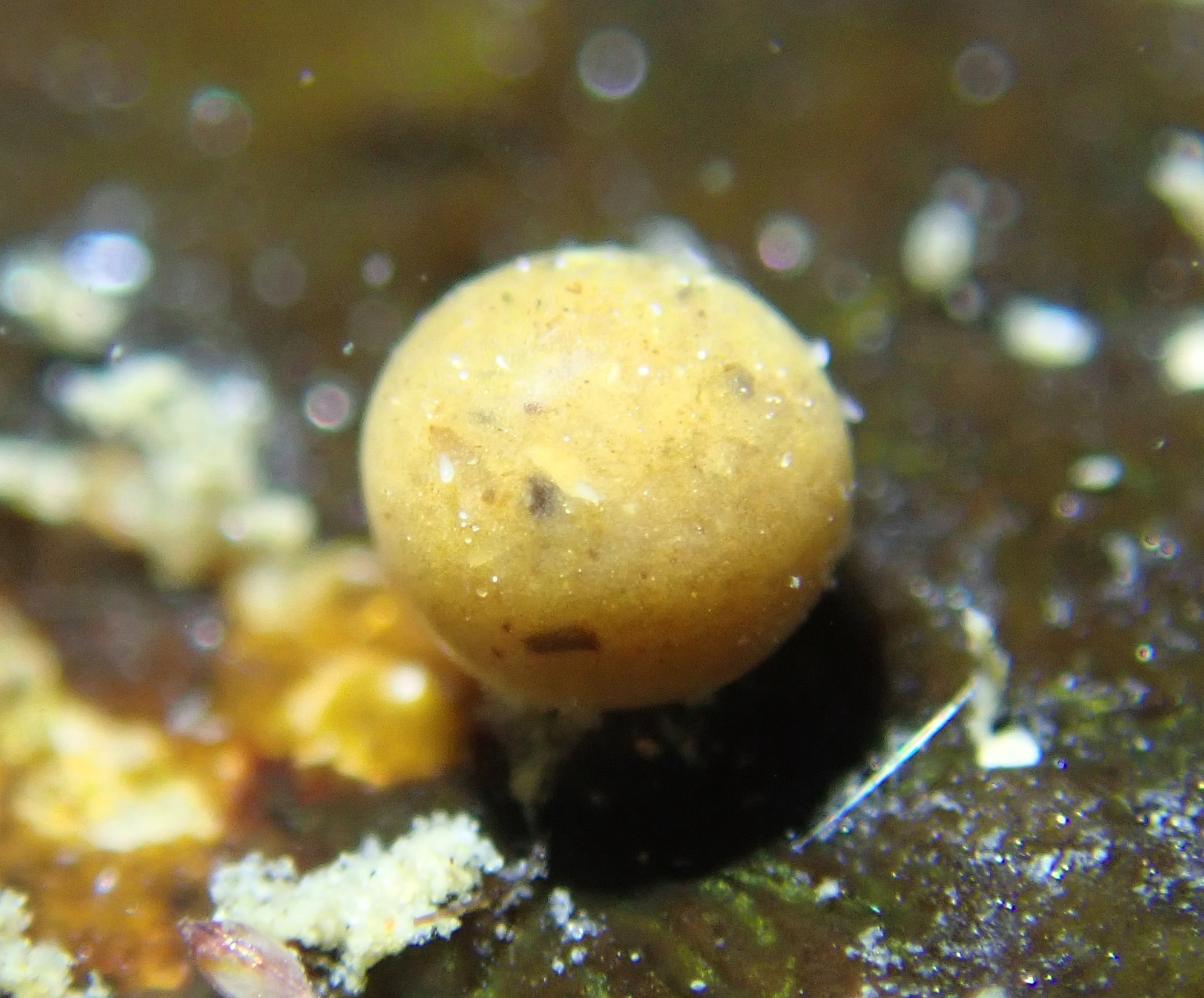 Gromia Dujardin, 1835