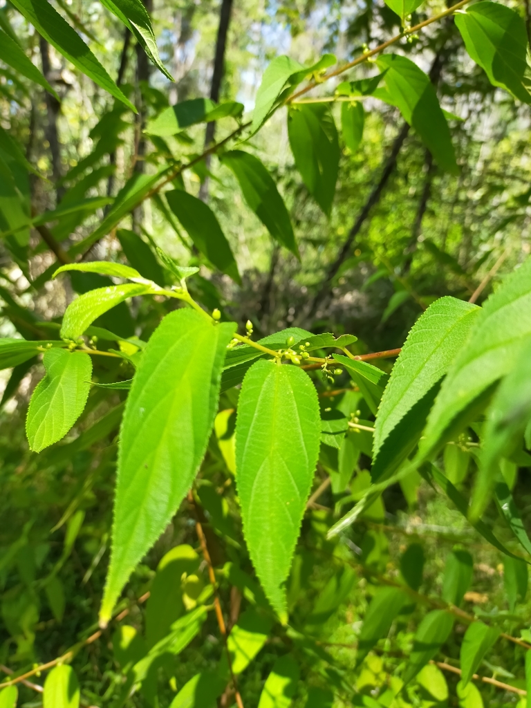 Nettle Tree from Tabbimoble NSW 2472, Australia on February 16, 2022 at ...