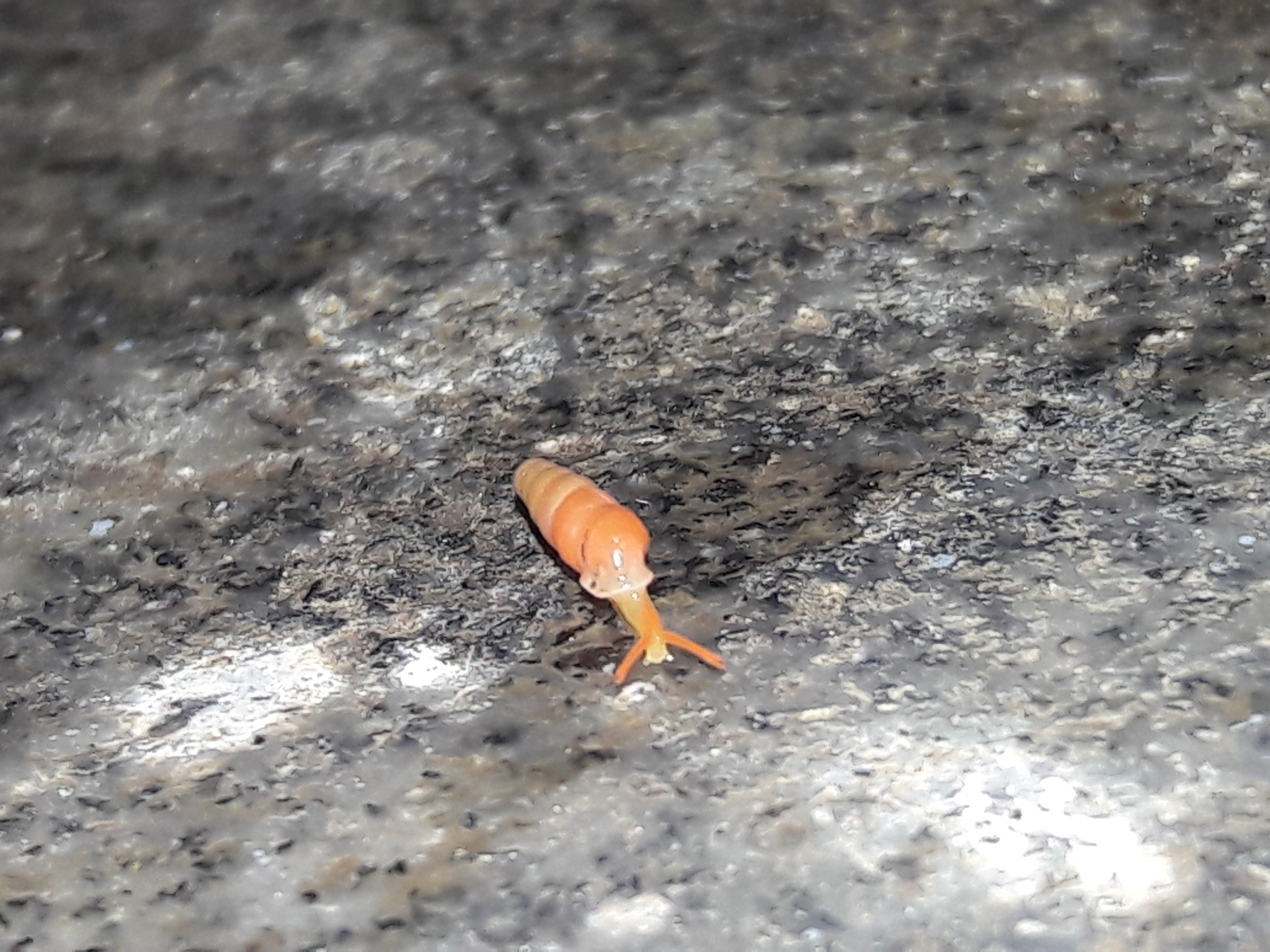 Gulella L.Pfeiffer, 1856