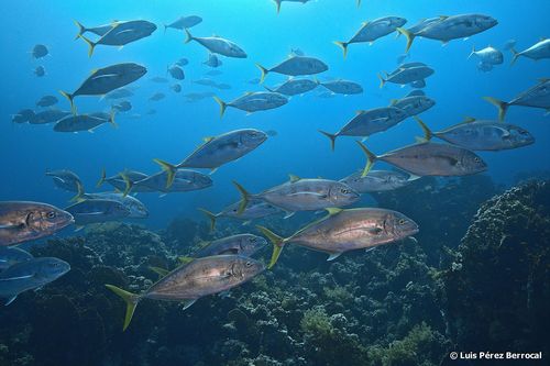 Turrum fulvoguttatum · Naturalista Costa Rica