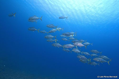 género Turrum · iNaturalist Ecuador