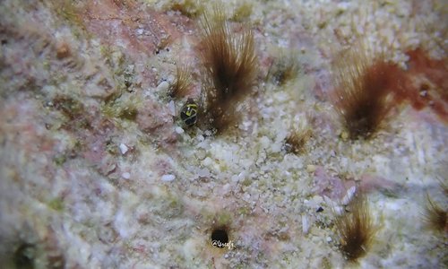 Rissoella confusa · iNaturalist