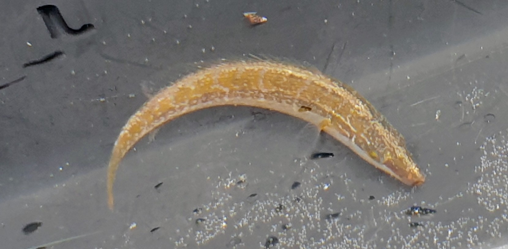 Haletta semifasciata (Valenciennes, 1840)