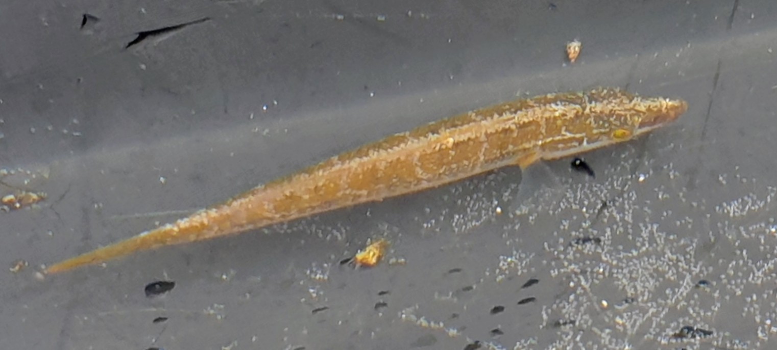 Haletta semifasciata (Valenciennes, 1840)