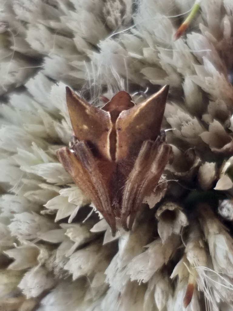 Triangle Orb-web Spiders from Mossel Bay Local Municipality, South ...