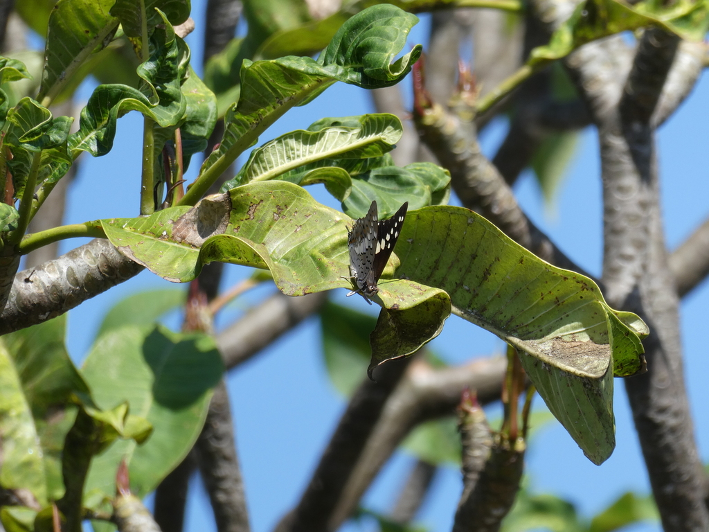 Black Rajah from Utthayan Prawatsat Phra Nakhon Khiri, Khlong Krachaeng ...