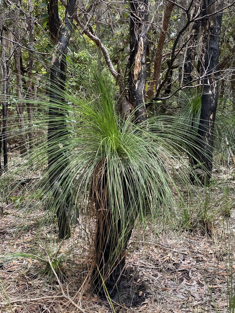 Forest Grasstree (Logan RE 12.8.19 Flora) · iNaturalist