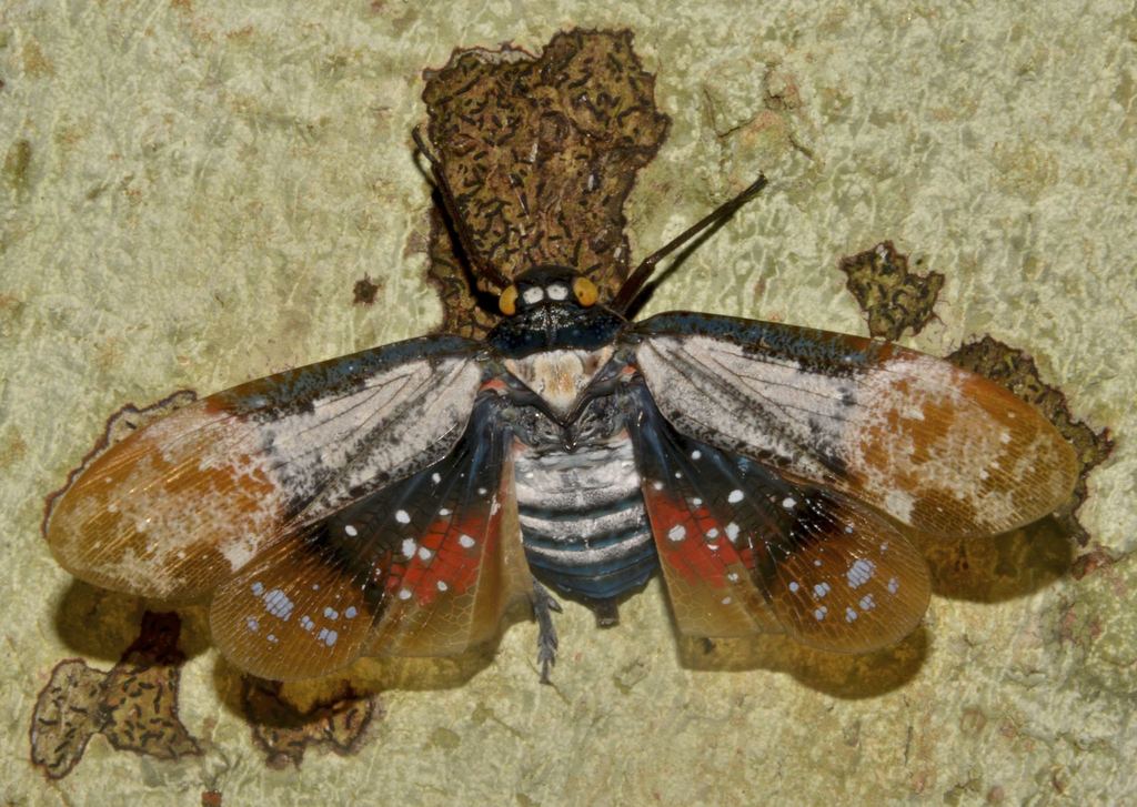 Penthicodes farinosus from Sarawak, Malaysia on July 08, 2015 at 07:19 ...