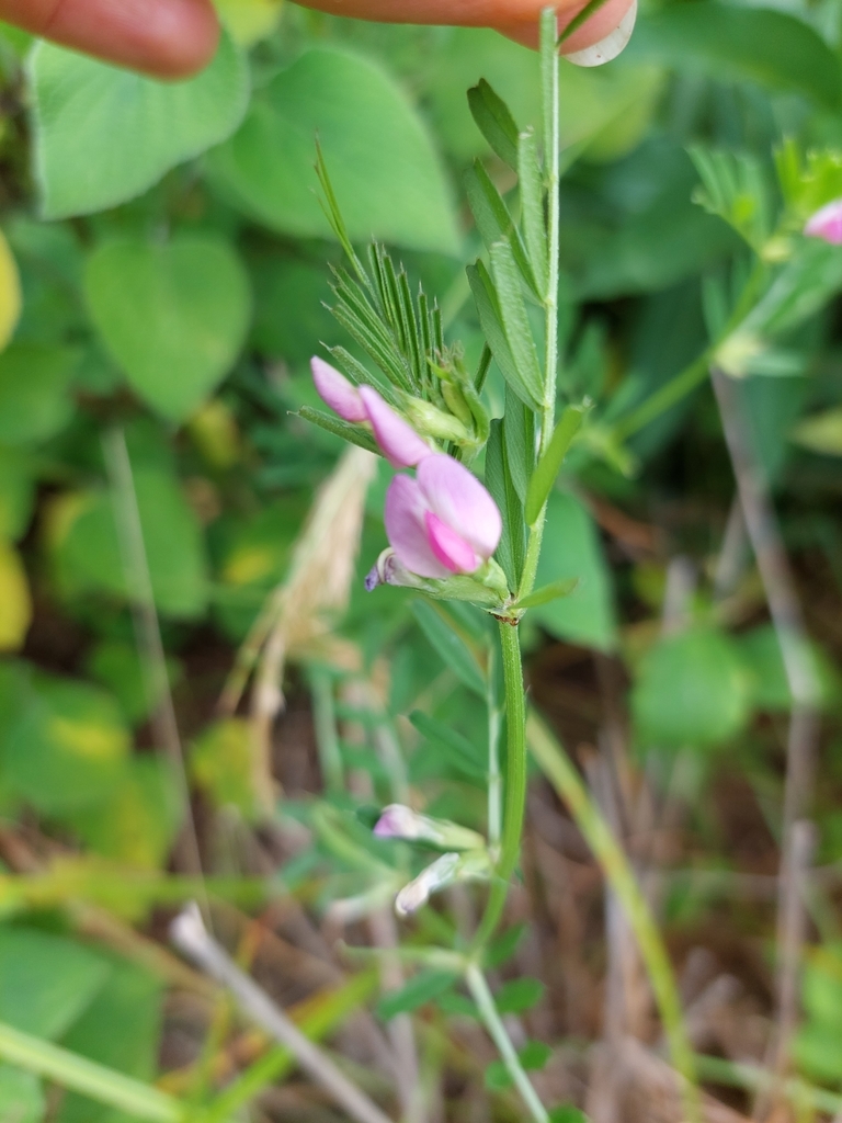 Common Vetch from Moreleta Kloof Nature Reserve on February 16, 2022 at ...