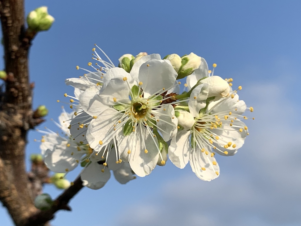 Chinese plum (Prunus salicina) - Botanical Realm