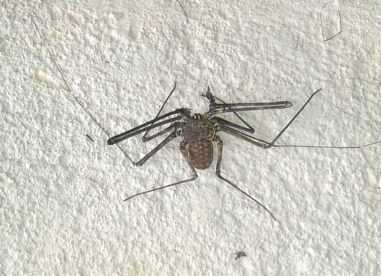 Trichodamon princeps Mello-Leitão, 1935