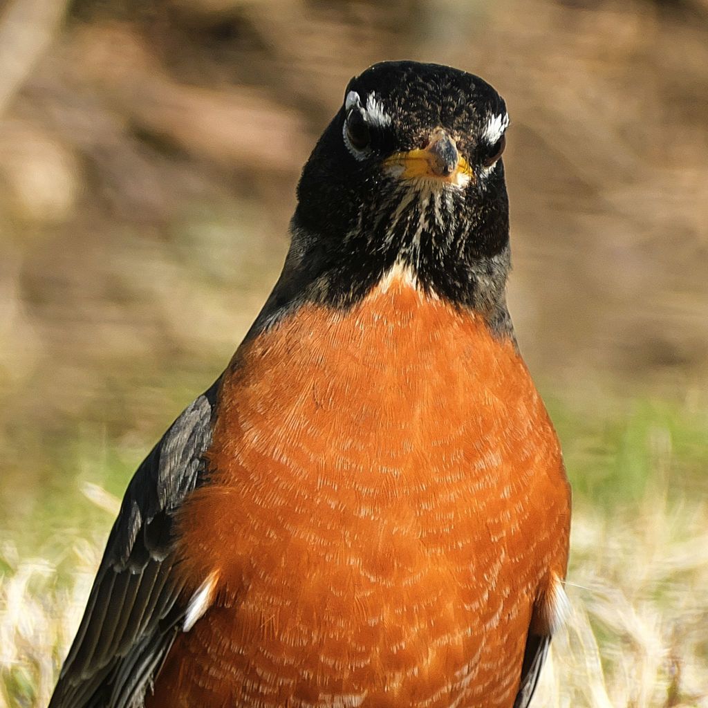 American Robin from Louisville, KY, USA on February 15, 2022 at 04:16 ...