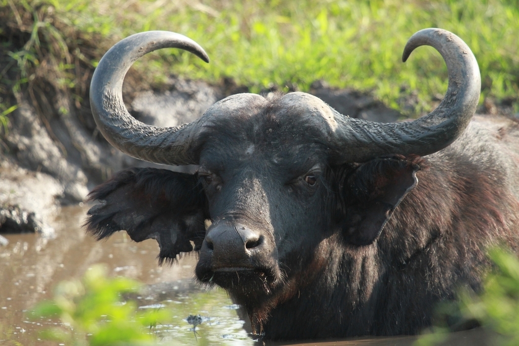 African Buffaloes (Syncerus) - Know Your Mammals