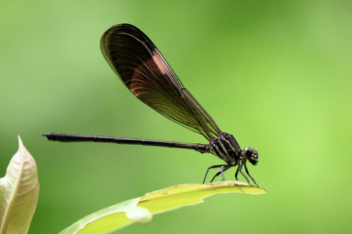 Polythore manua · NaturaLista Colombia