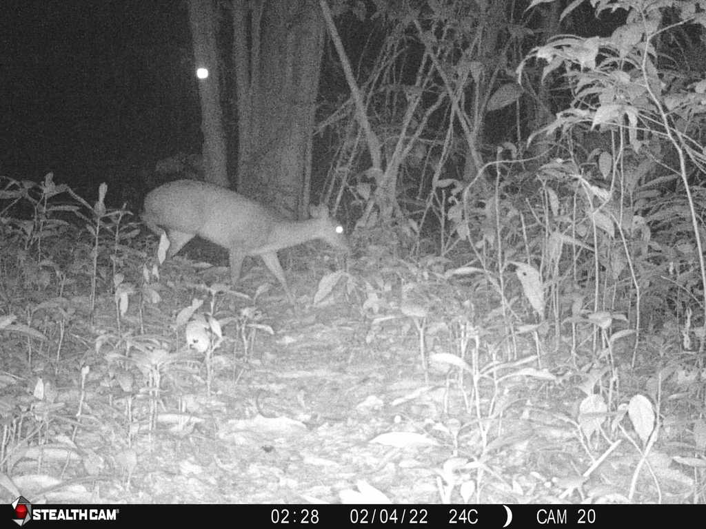 Central American Red Brocket from Azteca on February 04, 2022 at 02:28 ...