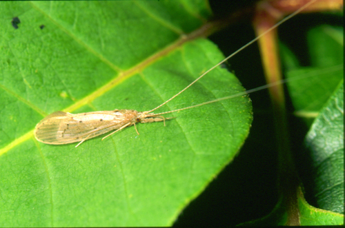 (Oecetis avara)