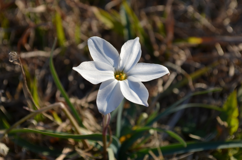 Spring starflower from Henderson, Provincia de Buenos Aires, Argentina ...