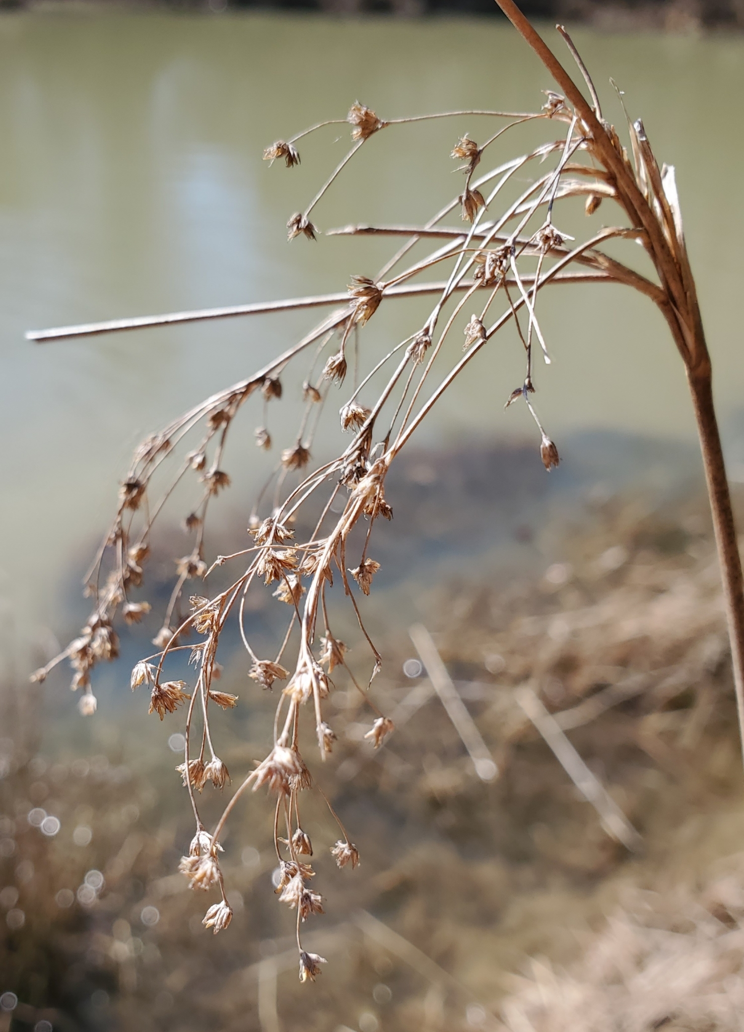 Juncus acuminatus Michx.
