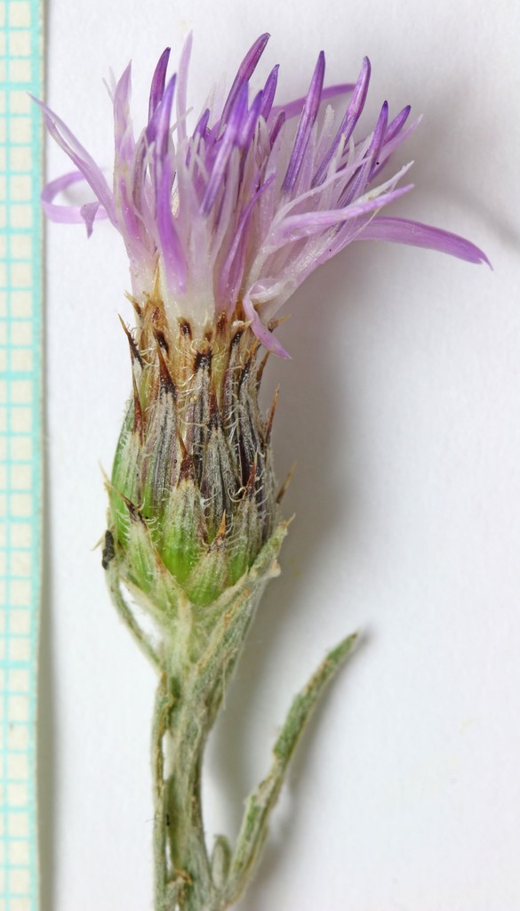 Diffuse Knapweed (Black Hills Invasive Plant Guide) · iNaturalist