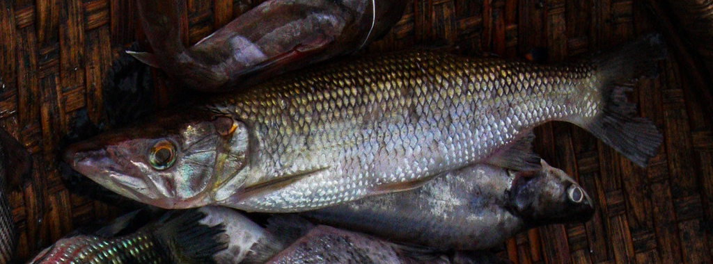 Smallscale African Pike (Hepsetus microlepis) - Marine Life Identification