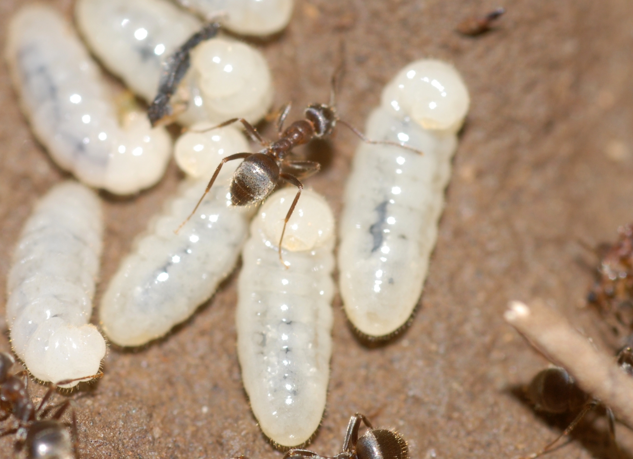 Lasius cinereus Seifert, 1992