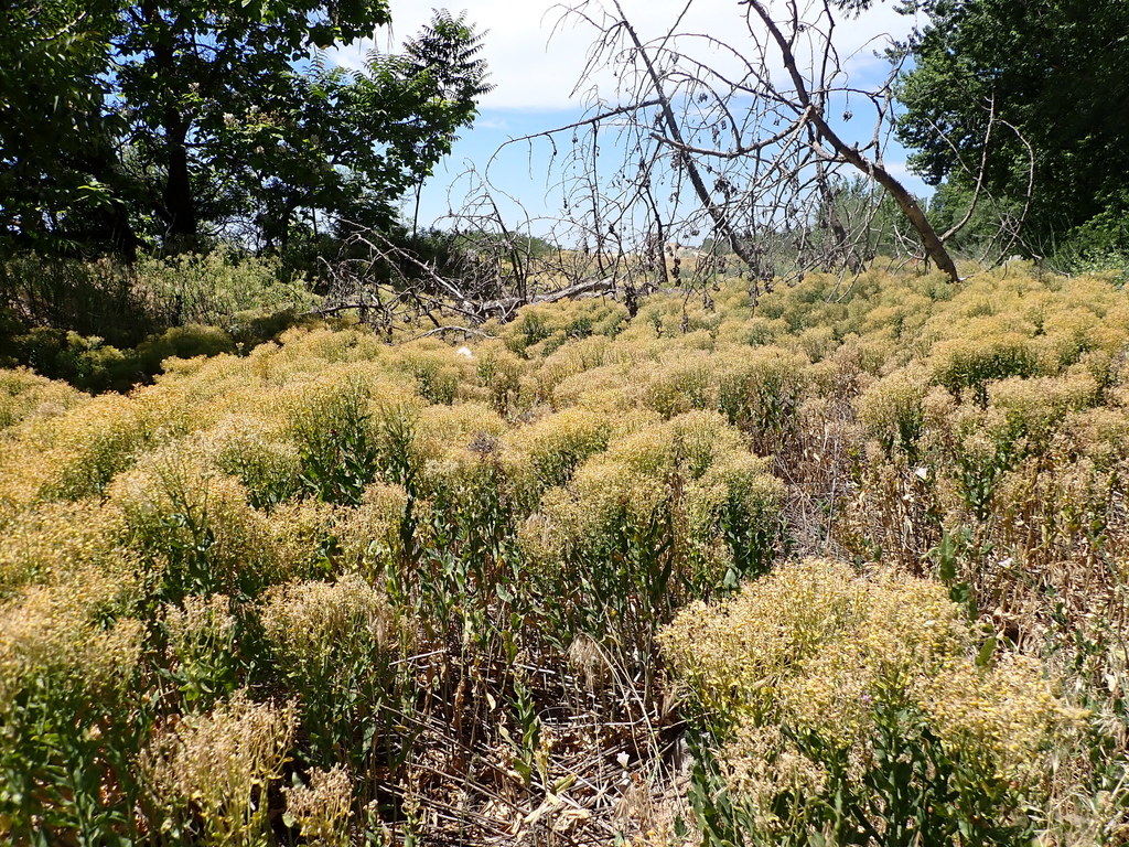 Hoary Cress (Black Hills Invasive Plant Guide) · iNaturalist