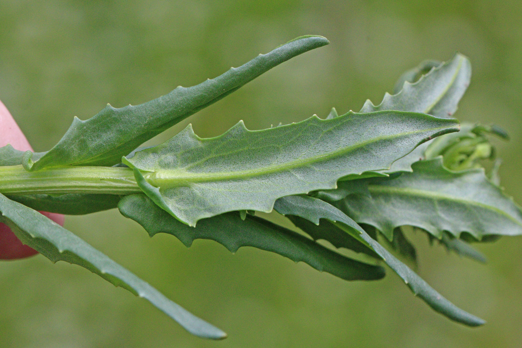 Hoary Cress (Black Hills Invasive Plant Guide) · iNaturalist