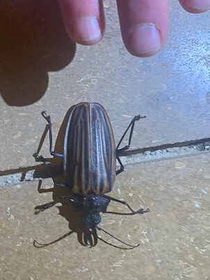Macrodontia batesi from Agujitas de Drake, Provincia de Puntarenas ...