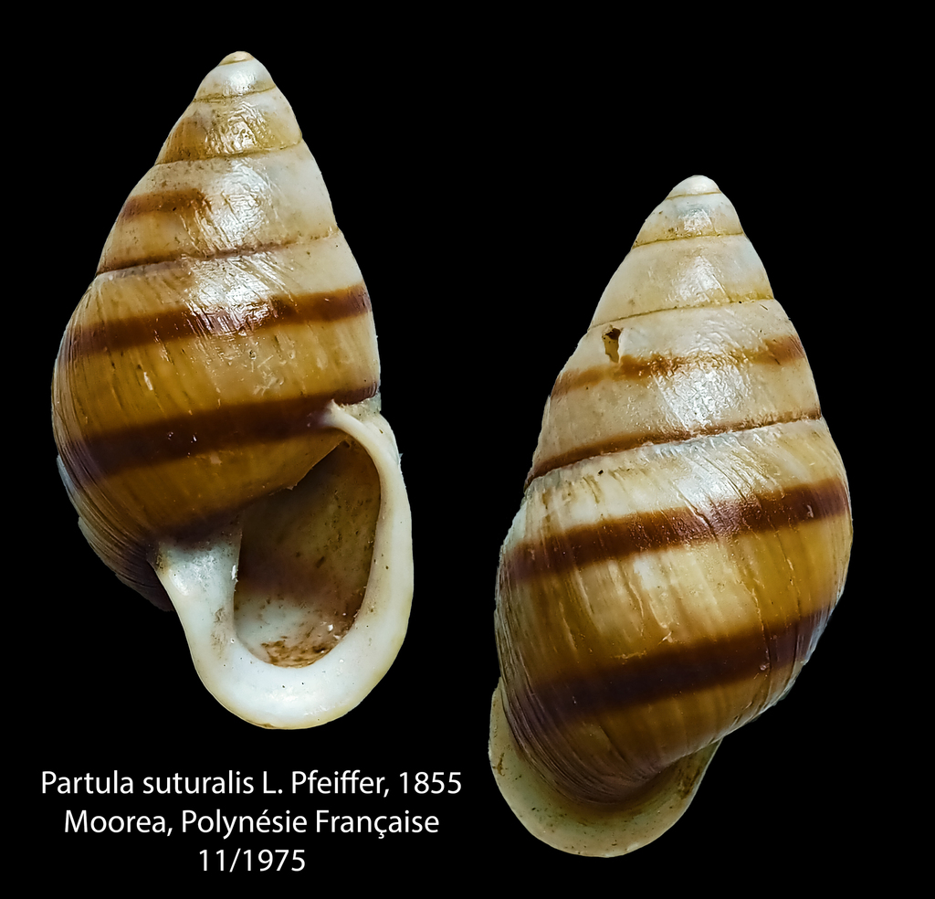 Sutured Partula in January 1975 by Fabrice Prugnaud. Partula suturalis ...
