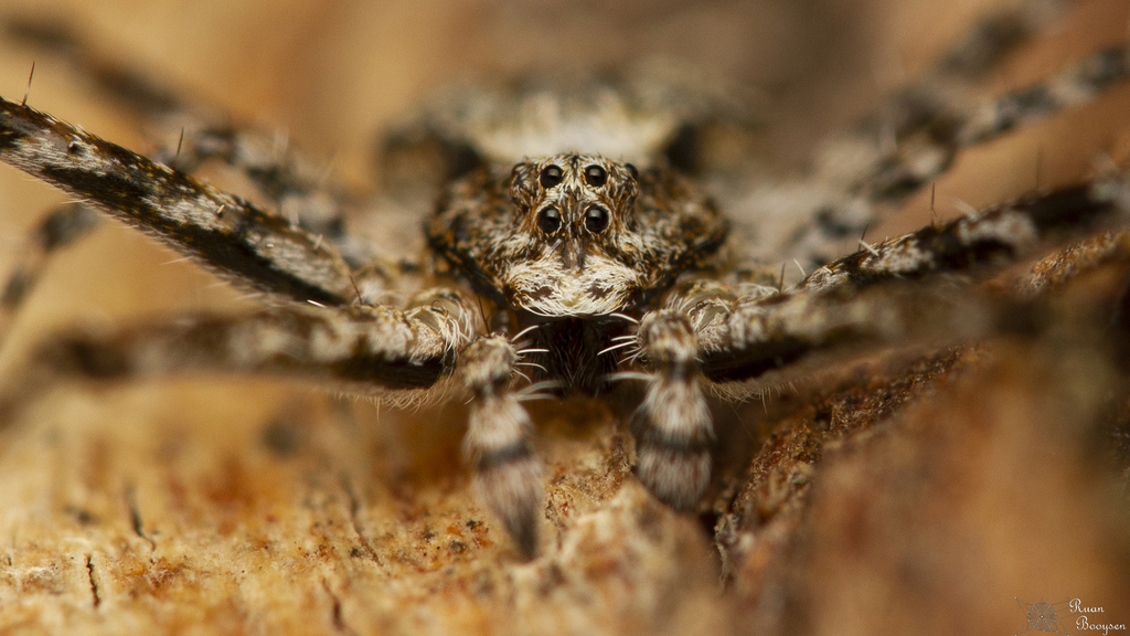 Namibian Long Spinnered Tree Spider from Bird Hide, Red Sands Country ...