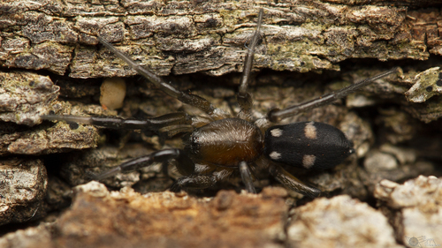Ibala bulawayensis · iNaturalist