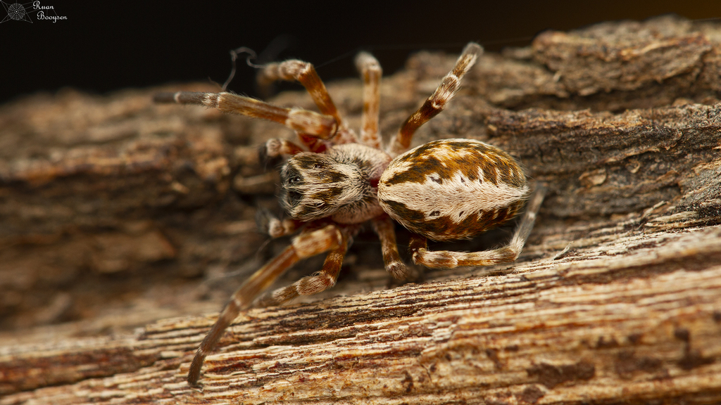 African Social Spider from Bird Hide, Red Sands Country Lodge, Kuruman ...
