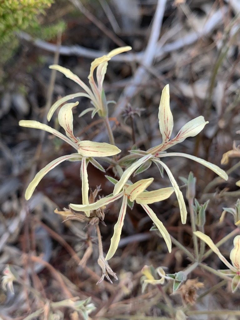 Longleaf Storksbill from Papekuil Outspan, Atlantis, WC, ZA on February ...