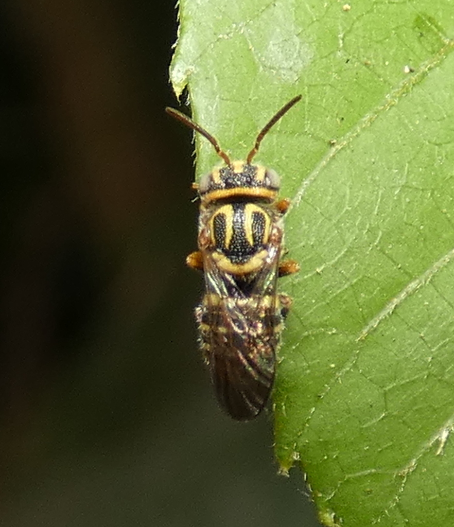 Tiger Small-Resin bee from Zona rural de Paudalho - Pernambuco on ...